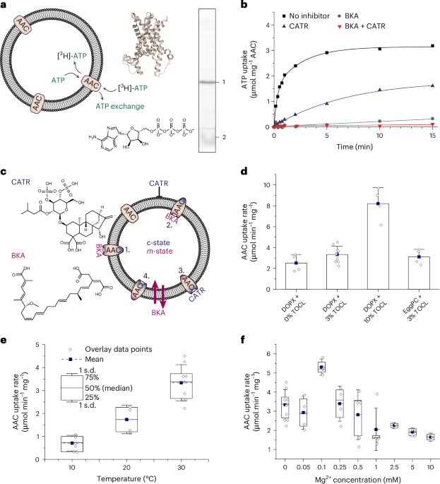 Synthetic syntrophy for adenine nucleotide cross-feeding between ...