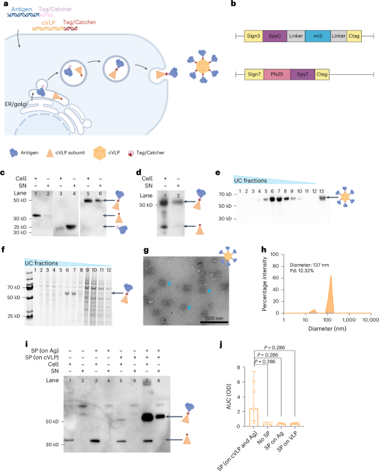 A modular mRNA vaccine platform encoding antigen-presenting capsid ...