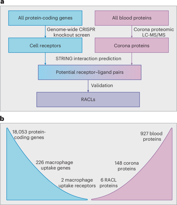 Discovering nanoparticle corona ligands for liver macrophage capture | Nature Nanotechnology
