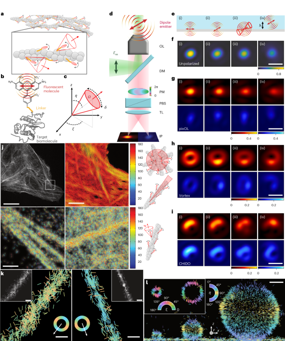 Single-molecule orientation and localization microscopy | Nature Photonics