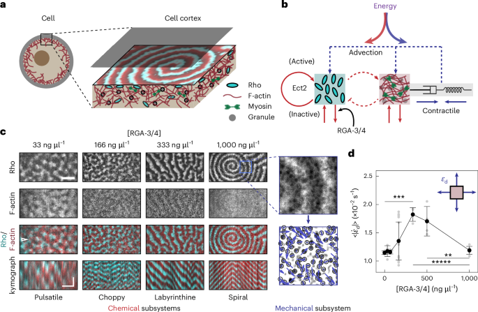 Energy partitioning in the cell cortex | Nature Physics