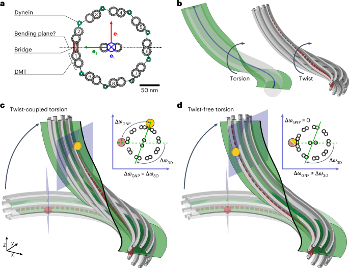 Twist–torsion coupling in beating axonemes | Nature Physics