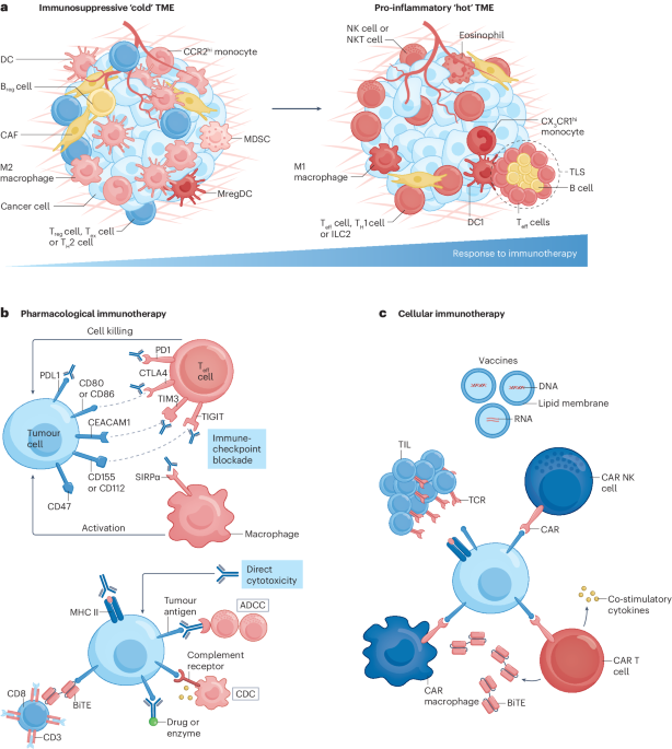 Cancer organoids 2.0: modelling the complexity of the tumour immune ...