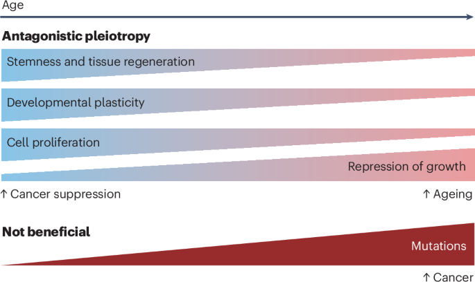 The evolution of cancer and ageing: a history of constraint | Nature ...