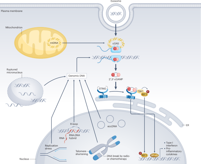 Opportunities and challenges of targeting cGAS–STING in cancer | Nature ...