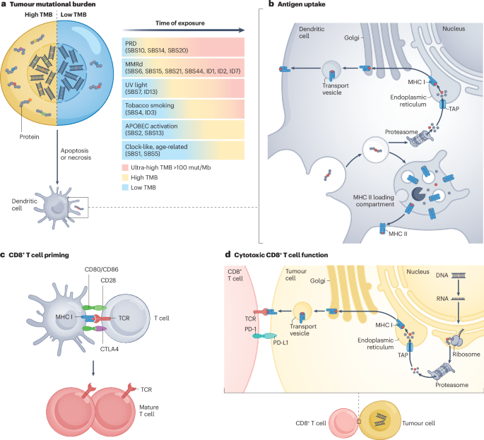 Tumour mutational burden: clinical utility, challenges and emerging ...