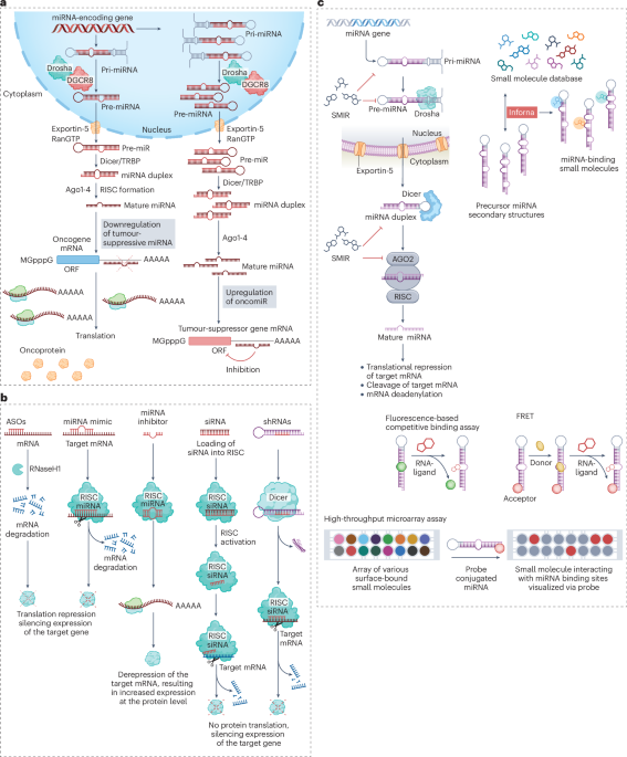 MicroRNAs in oncology: a translational perspective in the era of AI ...