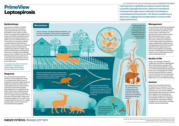 Leptospirosis | Nature Reviews Disease Primers