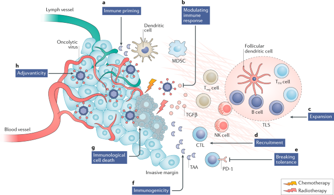 Approaches to treat immune hot, altered and cold tumours with ...