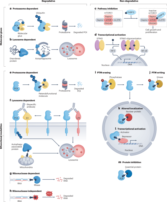 Induced proximity-based therapeutic modalities | Nature Reviews Drug ...