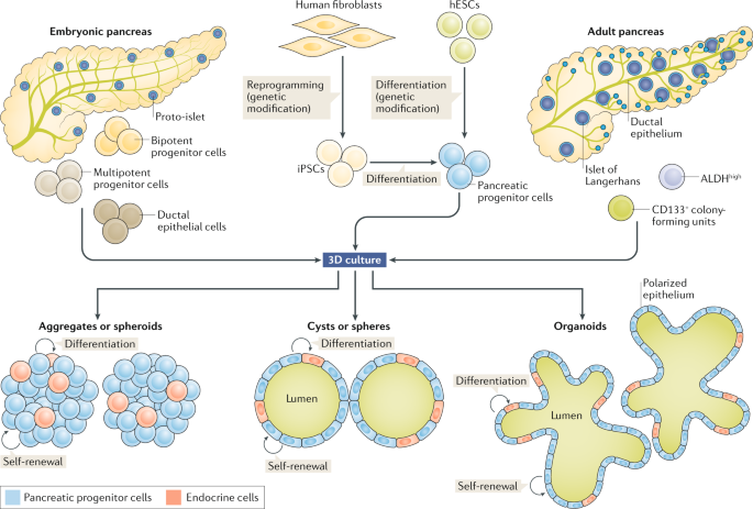 Modelling the endocrine pancreas in health and disease | Nature Reviews ...