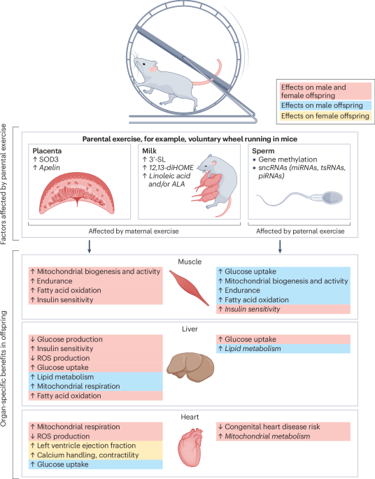 Parental exercise mediates fetal metabolic and cardiac programming ...