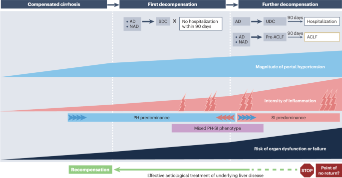 Interaction of inflammation and portal hypertension in cirrhosis ...