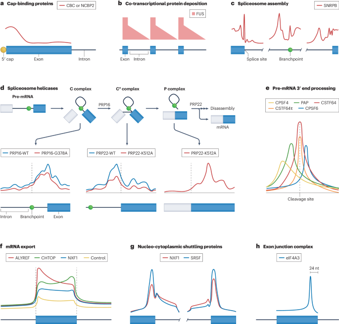 Decoding protein–RNA interactions using CLIP-based methodologies ...
