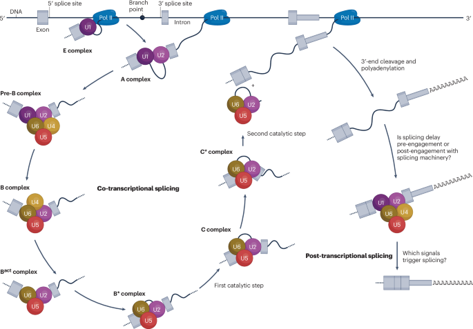 The regulation and function of post-transcriptional RNA splicing ...