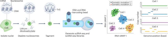 Simultaneous single-cell sequencing of RNA and DNA at scale with DEFND-seq | Nature Reviews Genetics