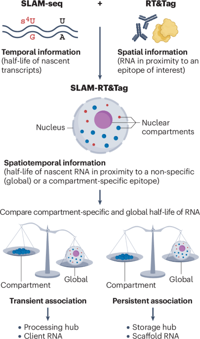 SLAM-RT&Tag: spatiotemporal profiling of RNA within nuclear compartments in situ | Nature ...