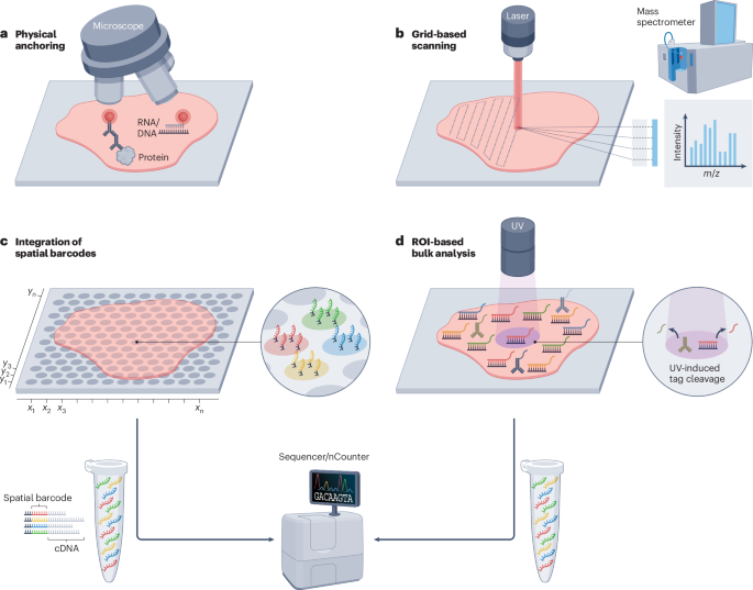 Spatial architecture of development and disease | Nature Reviews Genetics