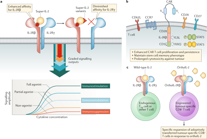 Biology and regulation of IL-2: from molecular mechanisms to human ...