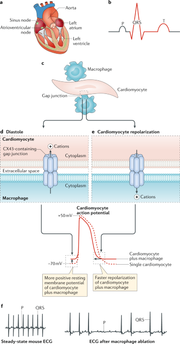 Cardioimmunology: the immune system in cardiac homeostasis and disease ...