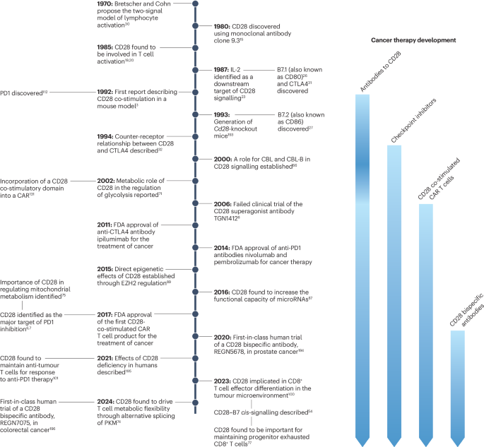 CD28 co-stimulation: novel insights and applications in cancer ...
