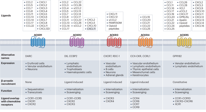 Inclusion of ACKR5 in the systematic nomenclature of atypical chemokine ...