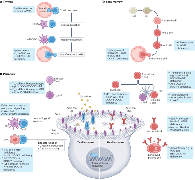 Immune-related actinopathies at the cross-road of immunodeficiency ...