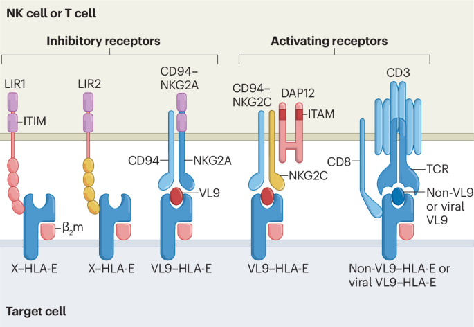 Targeting MHC-E as a new strategy for vaccines and immunotherapeutics ...