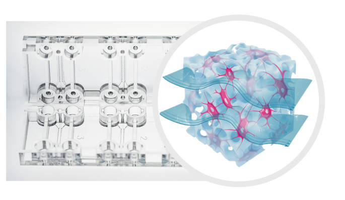 3D cell networks advance bone-on-a-chip | Nature Reviews Materials