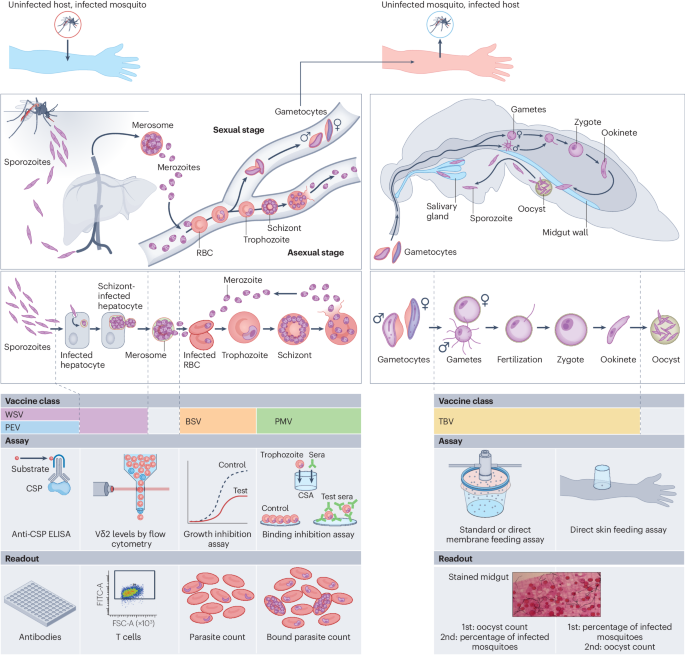 Malaria vaccines: a new era of prevention and control | Nature Reviews ...