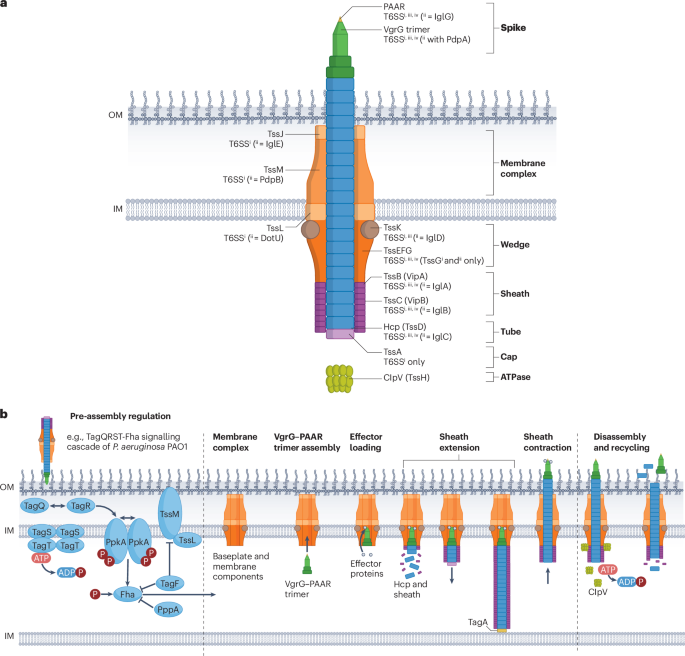 The type VI secretion system and associated effector proteins | Nature ...