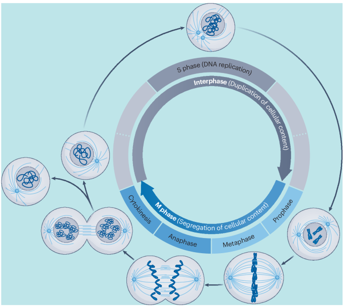 The discovery of cyclin-dependent kinases | Nature Reviews Molecular ...