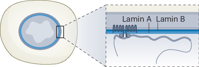What does it take to build a nucleus? | Nature Reviews Molecular Cell ...