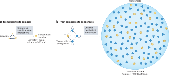 Transcription regulation by biomolecular condensates | Nature Reviews ...