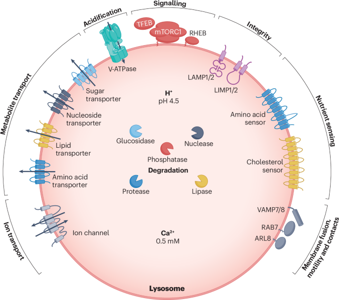 Lysosomal membrane homeostasis and its importance in physiology and ...