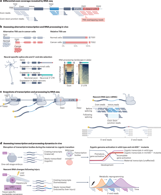 Elucidating the coordination of RNA processing using short-read and ...