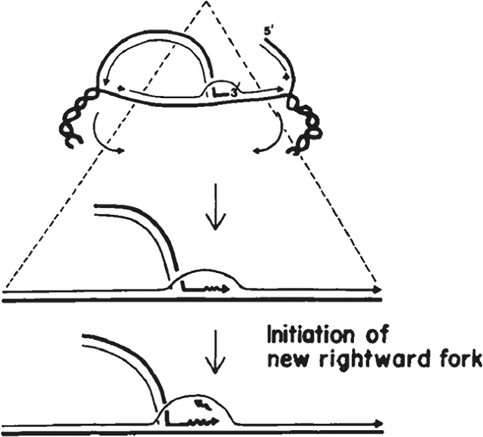 Learning about break-induced replication from bacteriophages | Nature ...
