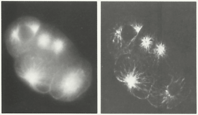 The advent of confocal laser scanning microscopy in biological research ...