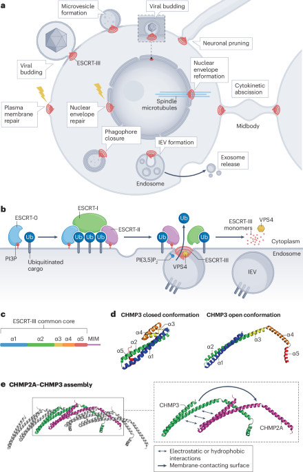 ESCRT-III function in membrane fission and repair | Nature Reviews ...