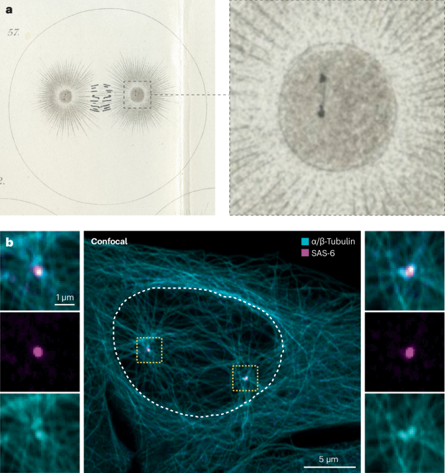 Critical constituents and assembly principles of centriole biogenesis ...