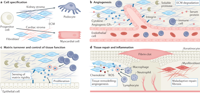 Extraglomerular Mesangial Cells