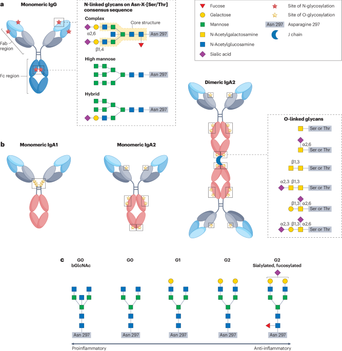 The role of antibody glycosylation in autoimmune and alloimmune kidney ...