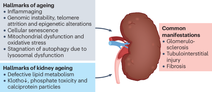 Pathological mechanisms of kidney disease in ageing | Nature Reviews ...