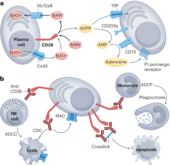CD38 — a new target in renal immune disease | Nature Reviews Nephrology