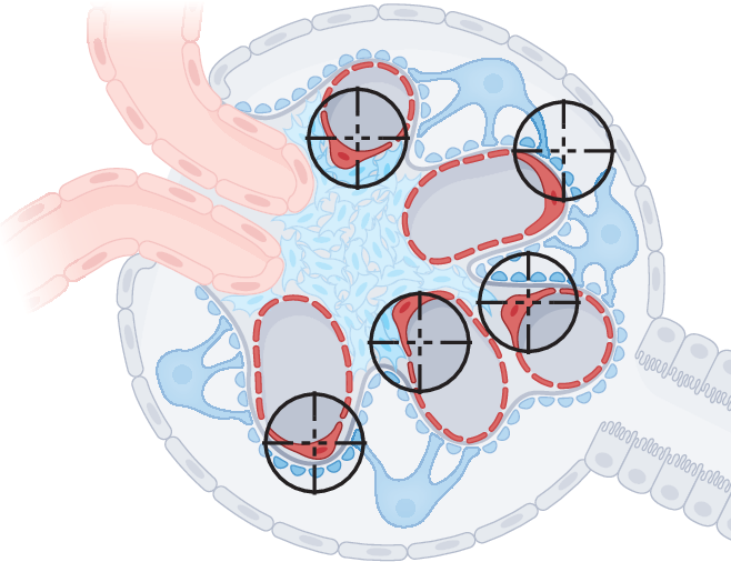 New AAV vector targets glomerular endothelial cells | Nature Reviews ...