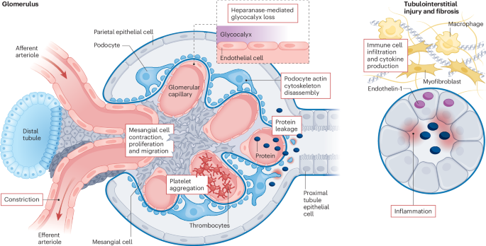 Endothelin receptor antagonists in chronic kidney disease | Nature ...