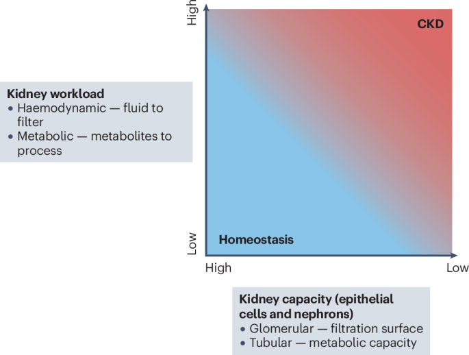 Multifactorial chronic kidney disease and the kidney capacity–workload ...