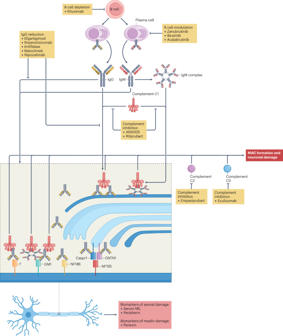 The changing landscape of primary autoimmune neuropathies | Nature ...
