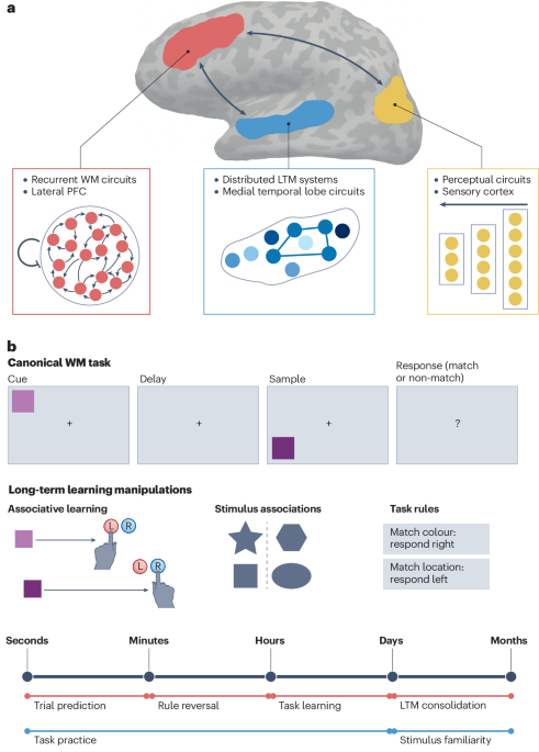 Timescales of learning in prefrontal cortex | Nature Reviews Neuroscience