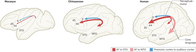 The core language network separated from other networks during primate ...